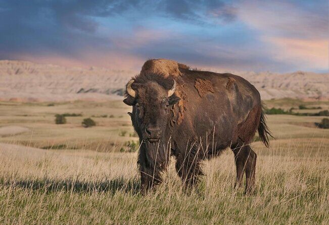 Wildlife Biologists Field Expedition: The Badlands Uncovered - The Highlights: What Makes This Tour Stand Out