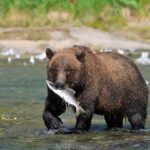 Wildlife Safari & Bear Viewing from Skagway - An In-Depth Look at the Tour: From Skagway to the Sanctuary of Wildlife