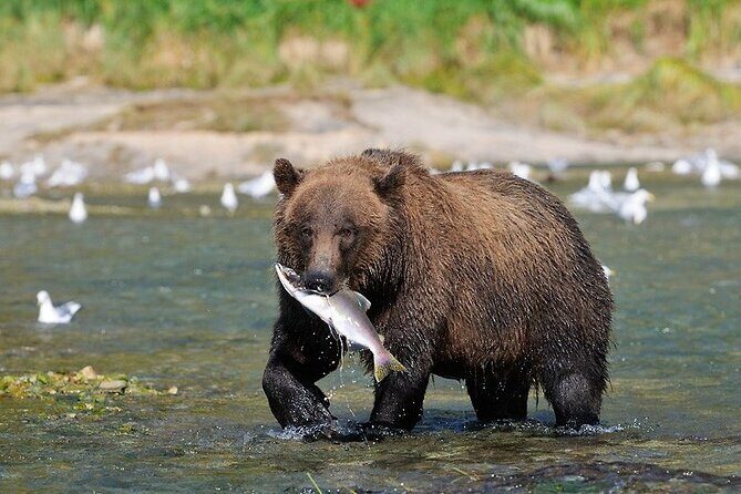 Wildlife Safari & Bear Viewing from Skagway - An In-Depth Look at the Tour: From Skagway to the Sanctuary of Wildlife