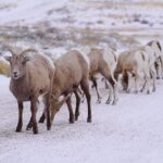 Wildlife Safari, Elk Refuge Sleigh Ride, Winter Camp Igloo Dinner - Who Should Consider This Tour?