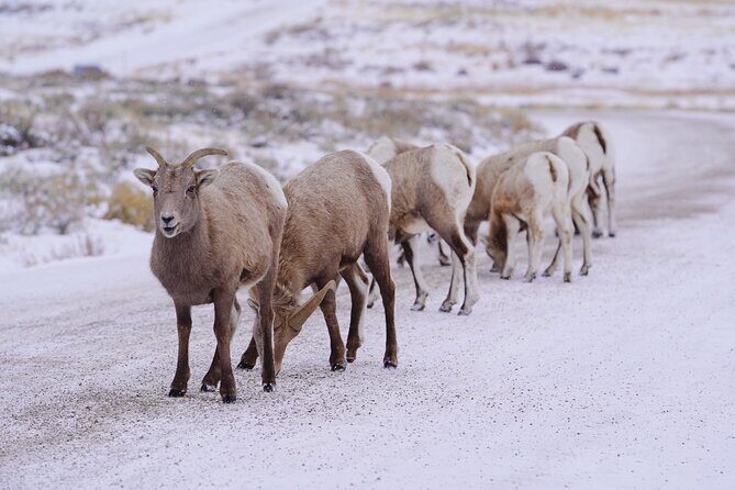 Wildlife Safari, Elk Refuge Sleigh Ride, Winter Camp Igloo Dinner - Who Should Consider This Tour?