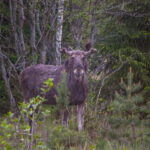 Wildlife safari with campfire dinner from Helsinki - The Value of the Tour: Breaking Down the Cost