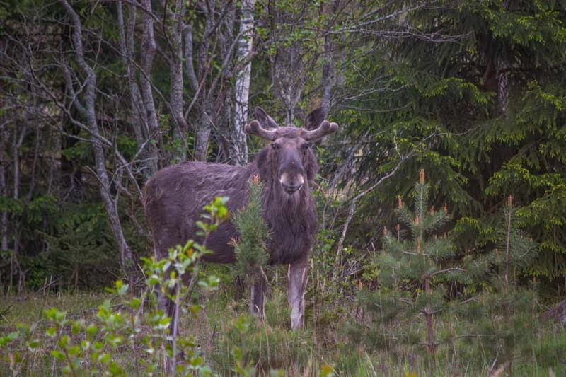 Wildlife safari with campfire dinner from Helsinki - The Value of the Tour: Breaking Down the Cost