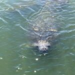 Wildlife Tour of Indian River Lagoon with Experienced Captain - The Boat: Comfort, Accessibility, and Atmosphere