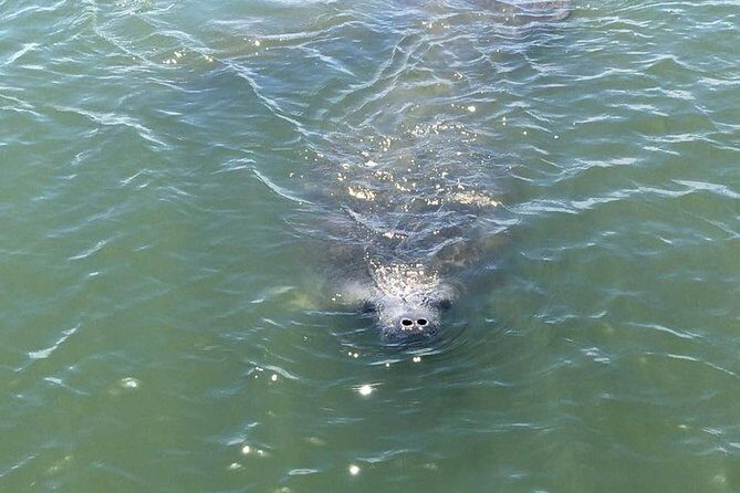Wildlife Tour of Indian River Lagoon with Experienced Captain - The Boat: Comfort, Accessibility, and Atmosphere