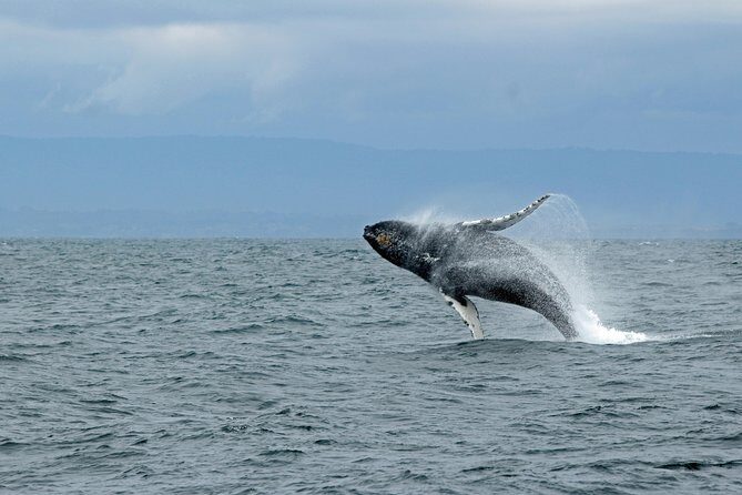 Wildlife Viewing and Whale Watching Quest - Who Should Consider This Tour?