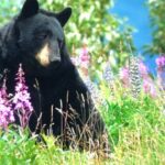 Wildlife Walking Half-Day Private Guided Tour in Whittier - Practical Details and Tips
