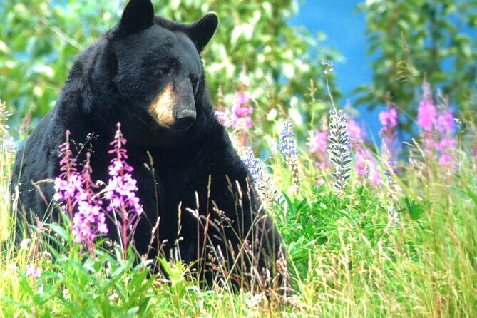 Wildlife Walking Half-Day Private Guided Tour in Whittier - Practical Details and Tips