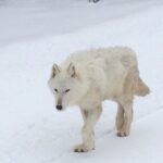 Wildlife & Wolf Private Tour with Lunch - The Guided Experience and Its Benefits