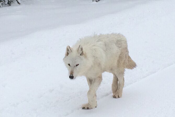 Wildlife & Wolf Private Tour with Lunch - The Guided Experience and Its Benefits