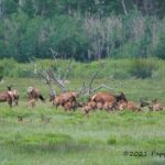 Wildside 4X4's Elk Watching Tour - Practical Tips for Making the Most of the Tour