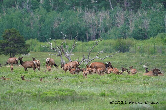 Wildside 4X4's Elk Watching Tour - Practical Tips for Making the Most of the Tour