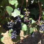 Willamette Valley Wine Tasting Tour from Portland - Transportation, Duration, and Group Size