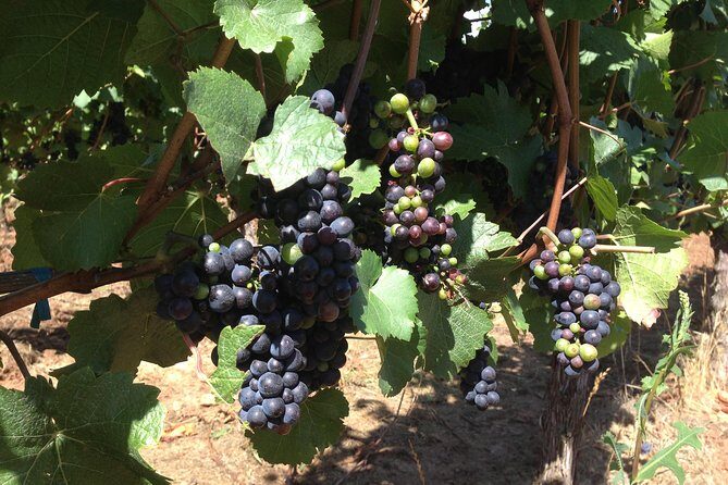 Willamette Valley Wine Tasting Tour from Portland - Transportation, Duration, and Group Size
