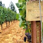 Willamette Valley Wine Tour - Full Day Tour - Authentic Experiences & Customer Feedback