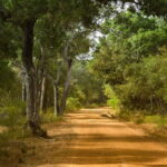 Wilpattu National Park Private Jeep Safari From Colombo & Negombo - The Sum Up