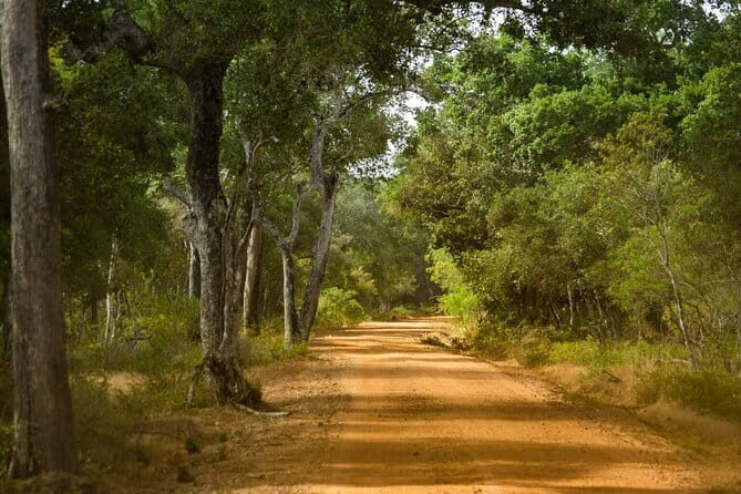 Wilpattu National Park Private Jeep Safari From Colombo & Negombo - The Sum Up