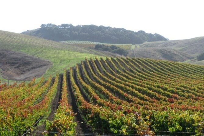 Wine Country Van Tour in Santa Ynez Valley - What’s Included and What’s Not