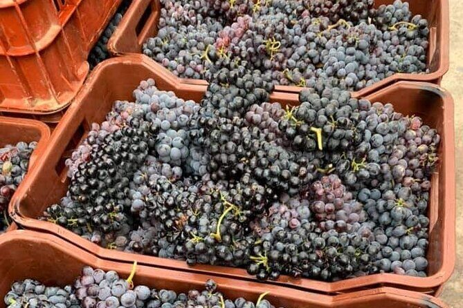Wine Raki Olive Oil Tasting and Pottery - Private Tour - Why This Tour Adds Value
