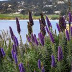 Wine Tasting and Walking Tour of Carmel-by-the-Sea - Who Will Love This Tour?