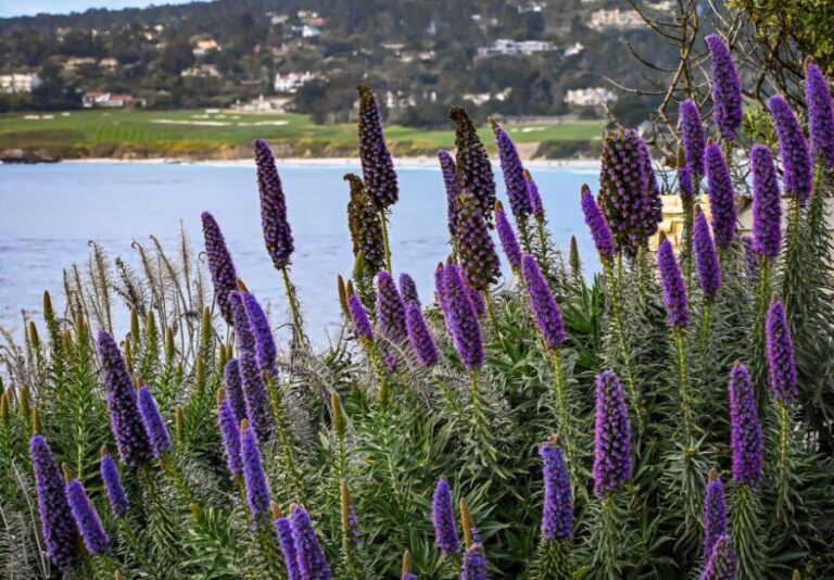 Wine Tasting and Walking Tour of Carmel-by-the-Sea - Who Will Love This Tour?