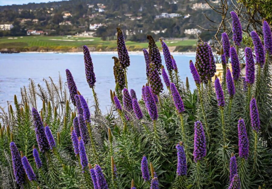 Wine Tasting and Walking Tour of Carmel-by-the-Sea - Who Will Love This Tour?