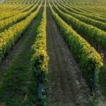 Wine tasting experience in the Apulian countryside - An In-Depth Look at the Experience
