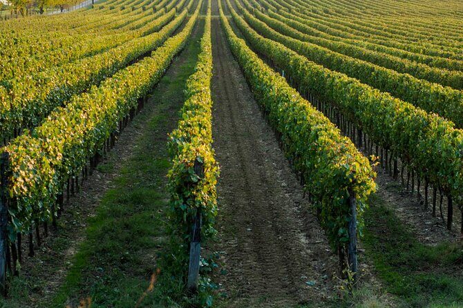 Wine tasting experience in the Apulian countryside - An In-Depth Look at the Experience