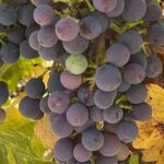 Wine Tour Pros - Wine Tour in Napa Valley: SUV For Up To 6 Guests - The Practicalities and Transportation