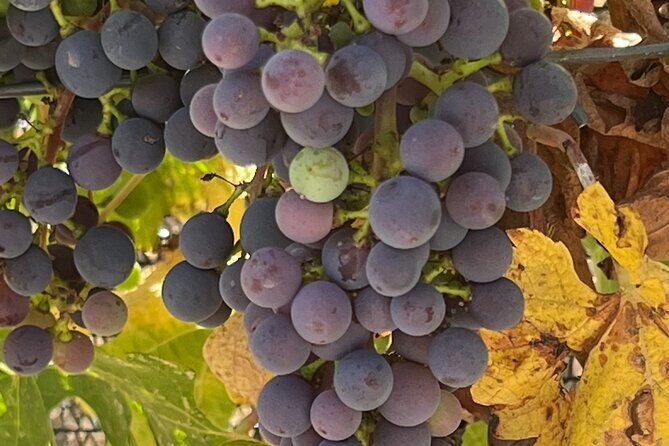 Wine Tour Pros - Wine Tour in Napa Valley: SUV For Up To 6 Guests - The Practicalities and Transportation