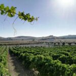 Wine Tourism Half Day Tour - Whats Included & What to Expect
