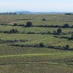 Wine Tours and Tastings from Béziers - The Value and Practicalities