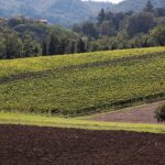 Winetour and tasting on Bologna hills, guided by the wine grower - Practical Details for Travelers
