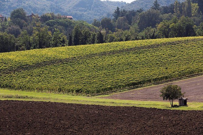 Winetour and tasting on Bologna hills, guided by the wine grower - Practical Details for Travelers