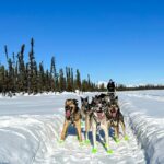 Winter Dog Sled Tour: Day or Night. - Scenic Ride Through Alaska’s Wilderness