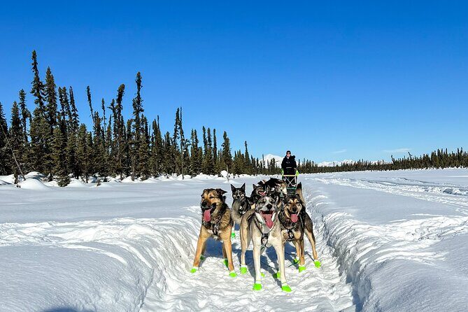 Winter Dog Sled Tour: Day or Night. - Scenic Ride Through Alaska’s Wilderness