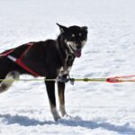 Winter Dog Sledding in Knik, Alaska - Authenticity and Guides