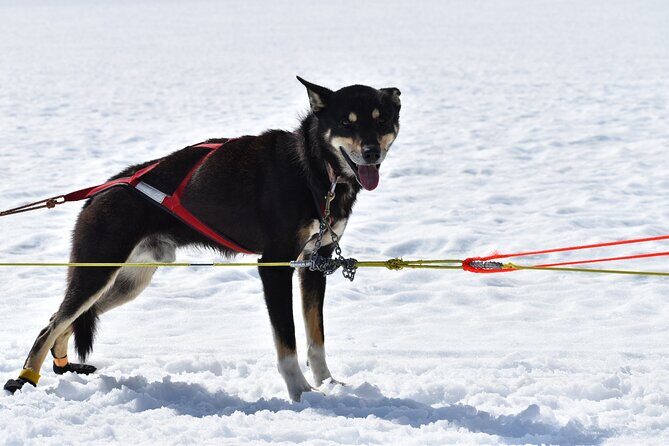 Winter Dog Sledding in Knik, Alaska - Authenticity and Guides