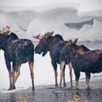 Winter Wildlife Safari in Yellowstone National Park - The Value of the Tour