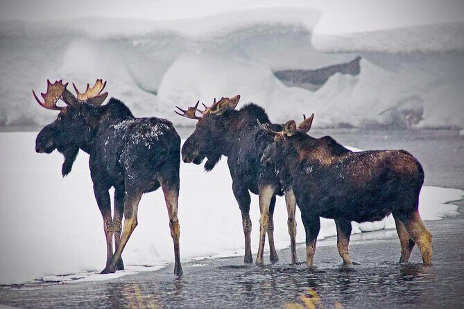 Winter Wildlife Safari in Yellowstone National Park - The Value of the Tour