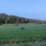 Wolf and Wildlife Tracking in Sweden - The Value of This Experience