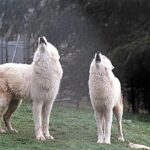 Wolf Experience - FAQs