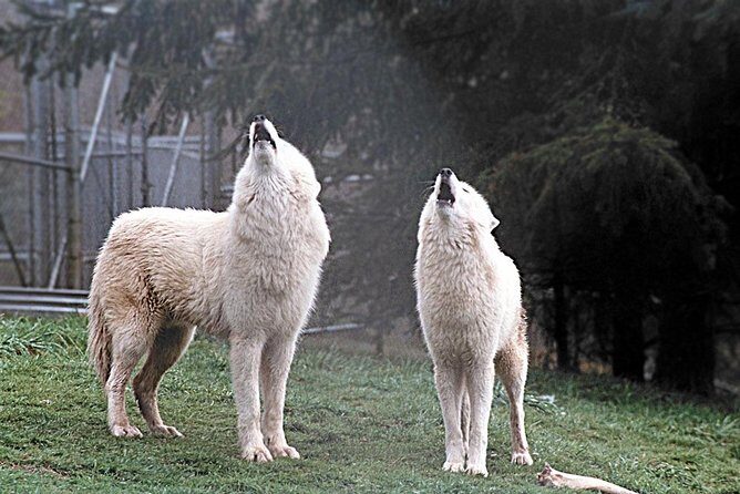 Wolf Experience - FAQs