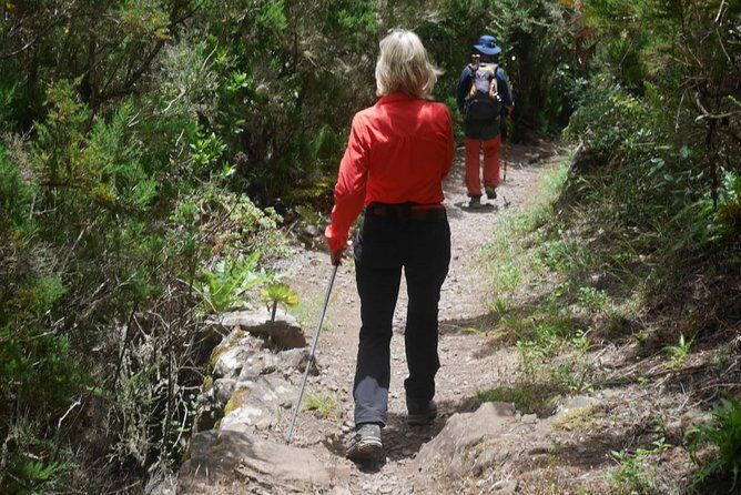 Wonderful hike through the Magic Forest of Tenerife - Authentic Connections and Personal Stories
