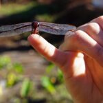 Work with Native Reforestation and Polynesian Agriculture in Maui - What to Expect: The Details