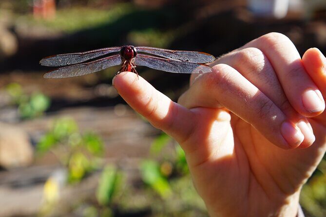 Work with Native Reforestation and Polynesian Agriculture in Maui - What to Expect: The Details