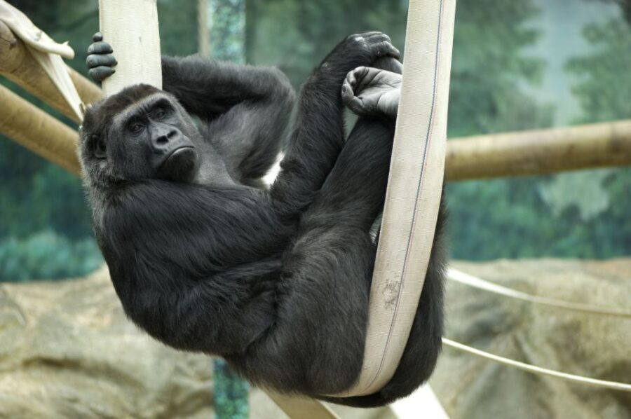 Wroclaw: Zoo with Private Transport and Tickets - Analyzing the Value