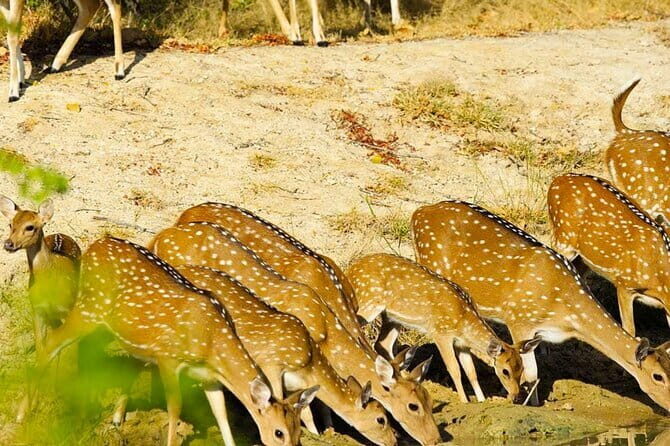 Yala National Park Private Jeep Safari From Colombo & Negombo - A Thorough Breakdown of the Experience