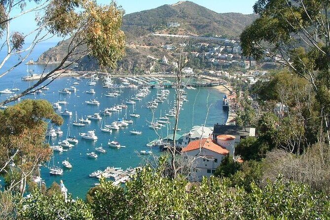 Yellow Semi-Submarine Tour of Catalina Island From Avalon - Who Will Love This Tour?