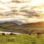 Yellowstone and Grand Teton 4 Day 3 Night Wildlife Adventure - Practical Aspects and Considerations